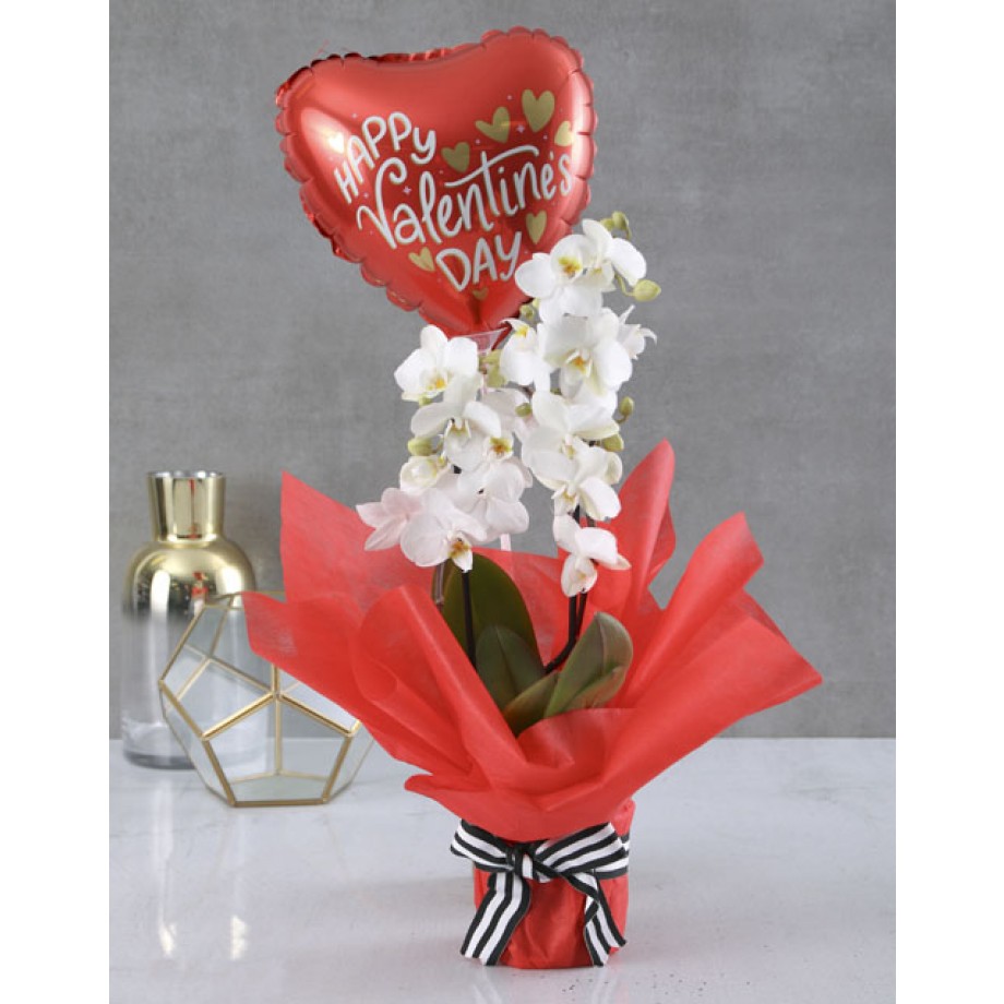 Phalaenopsis Orchid | Orchid in Pottery Pot for Valentines Day ...
